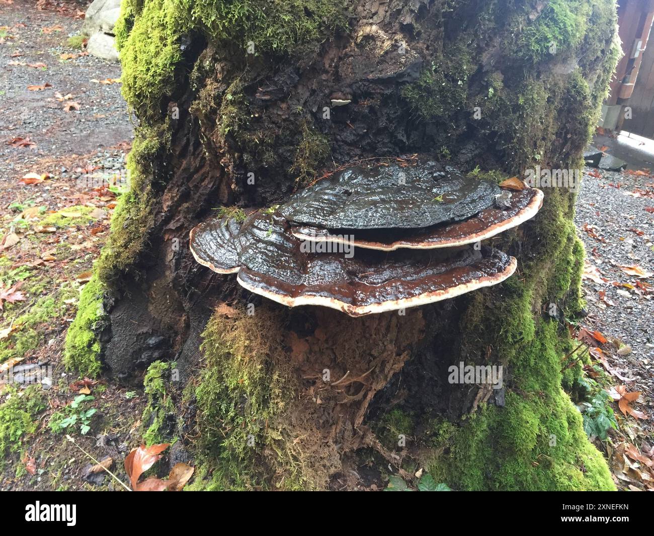 artist's bracket (Ganoderma applanatum) Fungi Stock Photo - Alamy