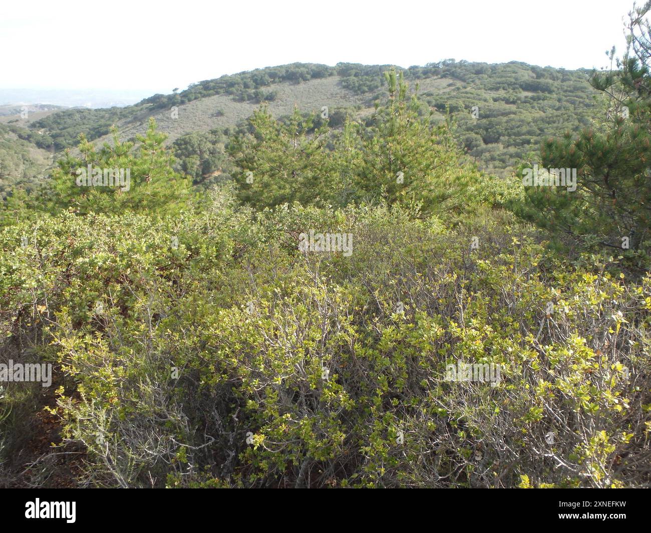 Bush Interior Live Oak (Quercus wislizeni frutescens) Plantae Stock ...