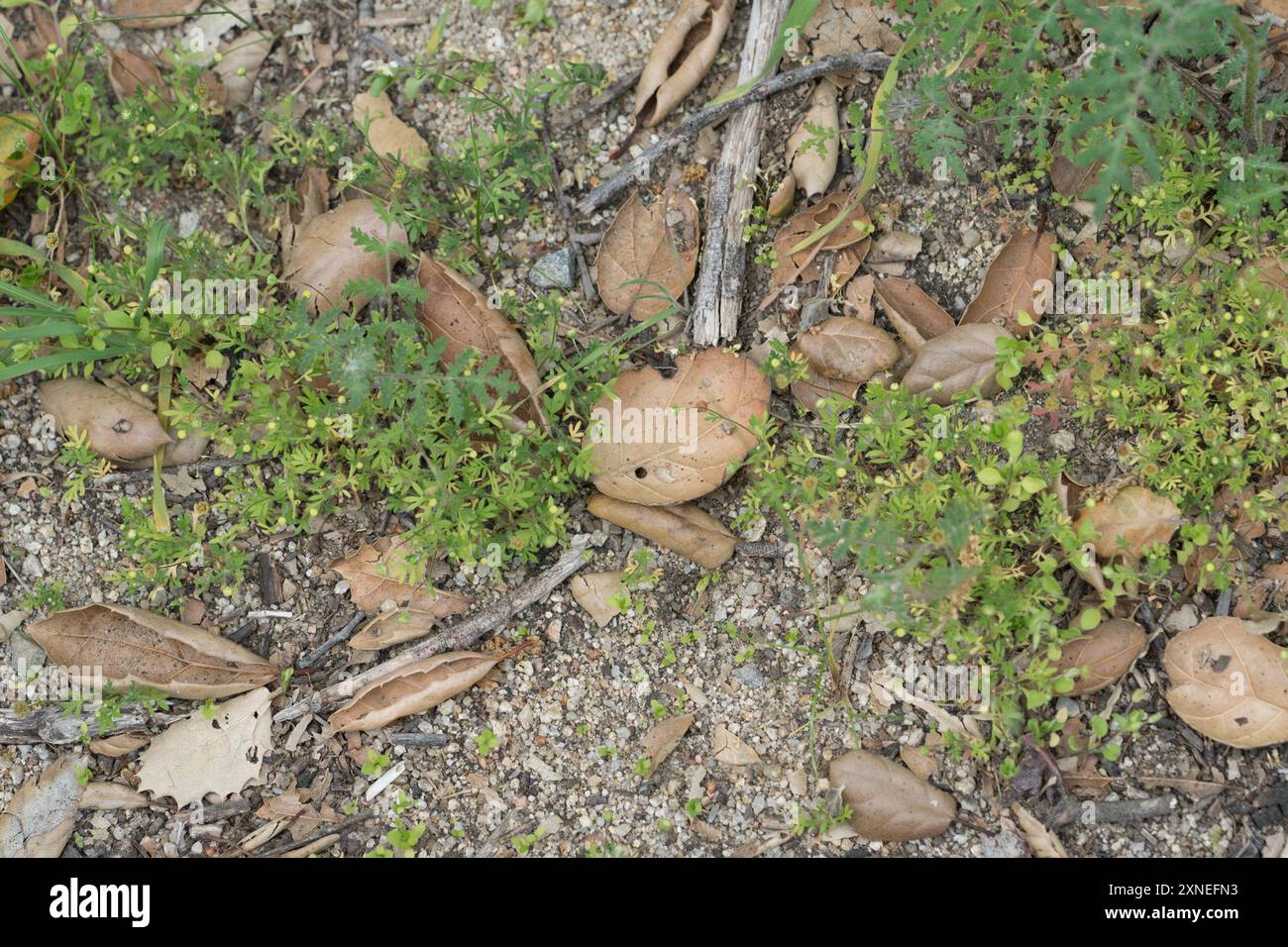 Common Cotula (Cotula australis) Plantae Stock Photo - Alamy