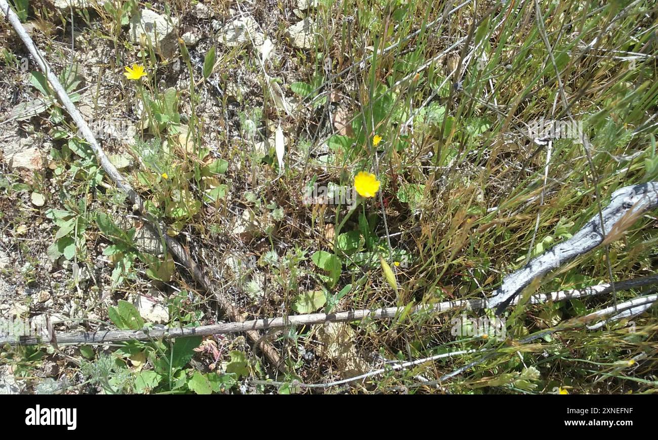 Smooth Cat's Ear (Hypochaeris glabra) Plantae Stock Photo - Alamy