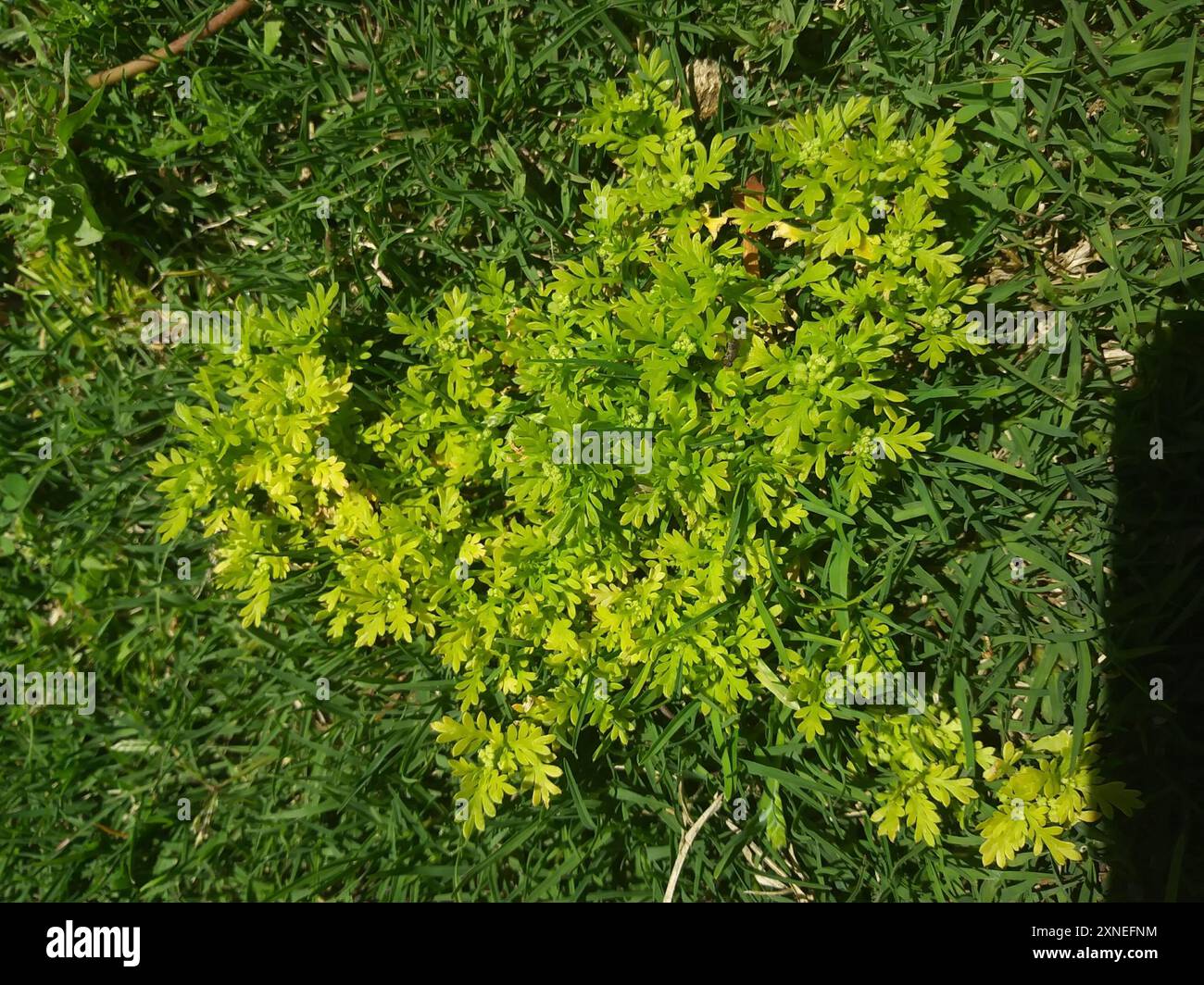 Common Cotula (Cotula australis) Plantae Stock Photo - Alamy