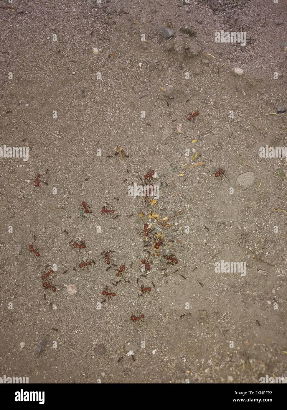 Argentine Ant (Linepithema humile) Insecta Stock Photo - Alamy