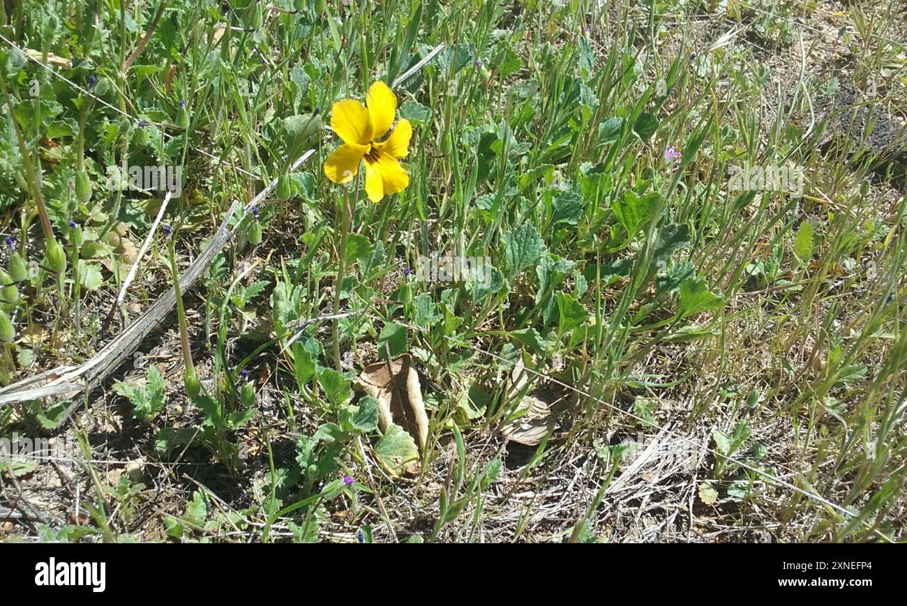 California Golden Violet (Viola pedunculata) Plantae Stock Photo - Alamy