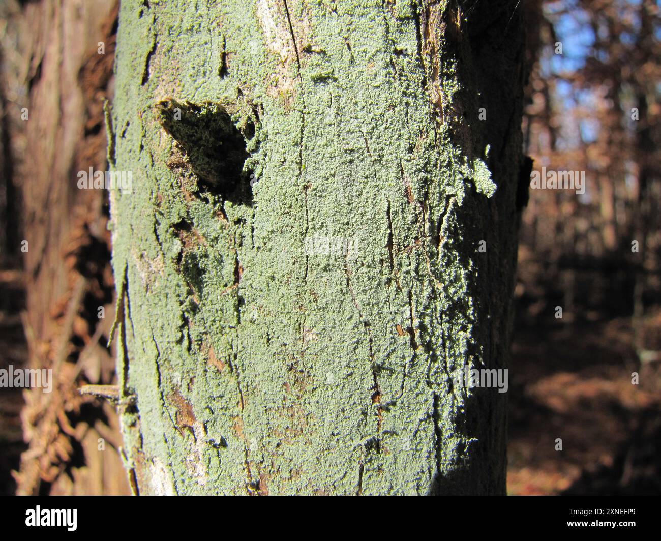 Fluffy Dust Lichen (Lepraria finkii) Fungi Stock Photo - Alamy