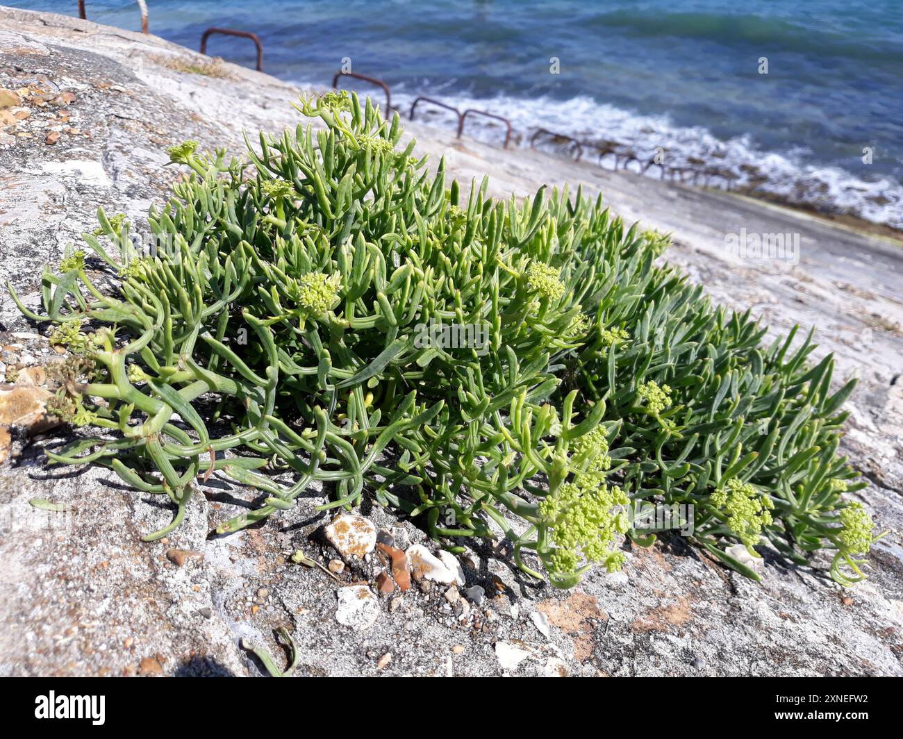 rock samphire (Crithmum maritimum) Plantae Stock Photo - Alamy