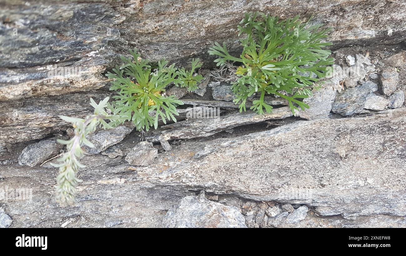 Black Wormwood (Artemisia genipi) Plantae Stock Photo - Alamy