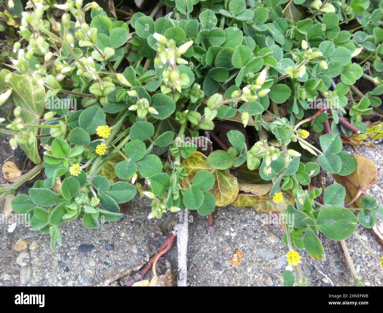 Common mouse-ear chickweed (Cerastium fontanum) Plantae Stock Photo - Alamy