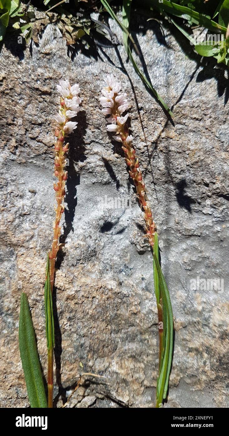 alpine bistort (Bistorta vivipara) Plantae Stock Photo - Alamy