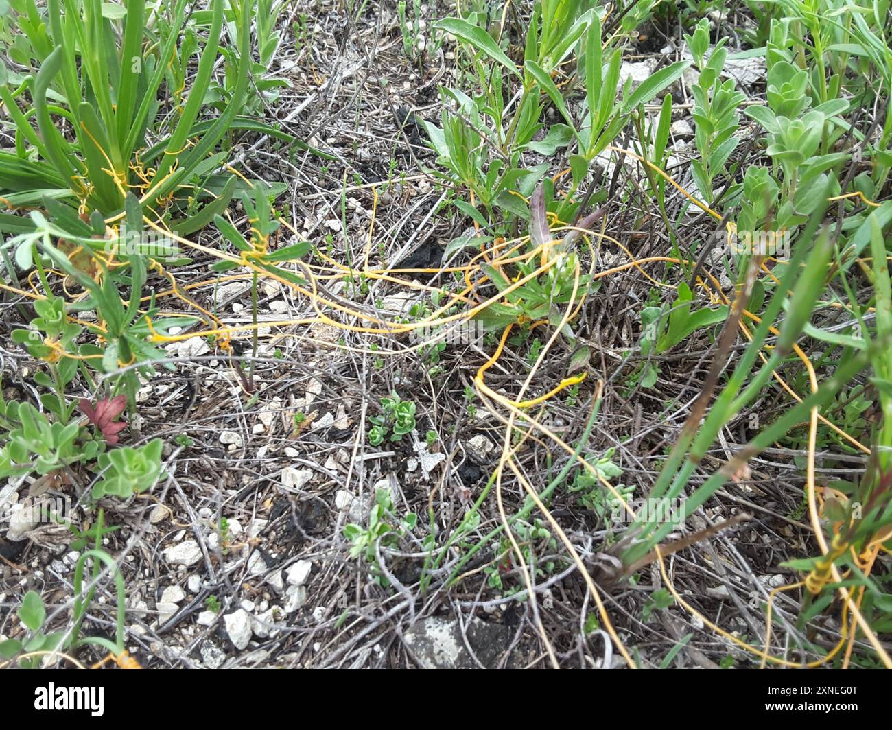 Five Angled Dodder (Cuscuta pentagona) Plantae Stock Photo - Alamy