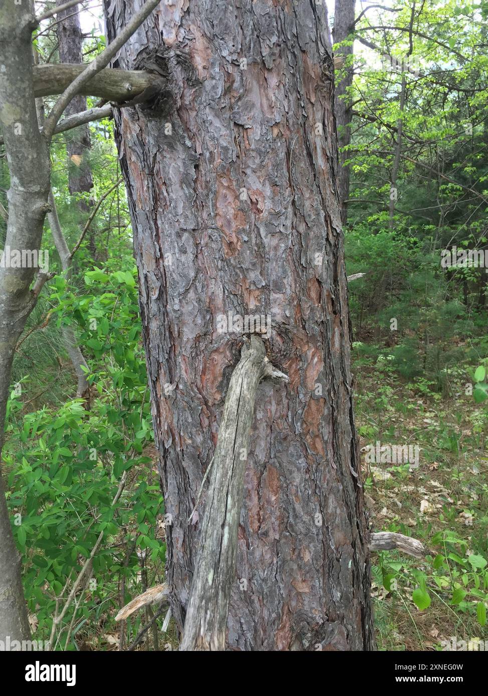 red pine (Pinus resinosa) Plantae Stock Photo - Alamy