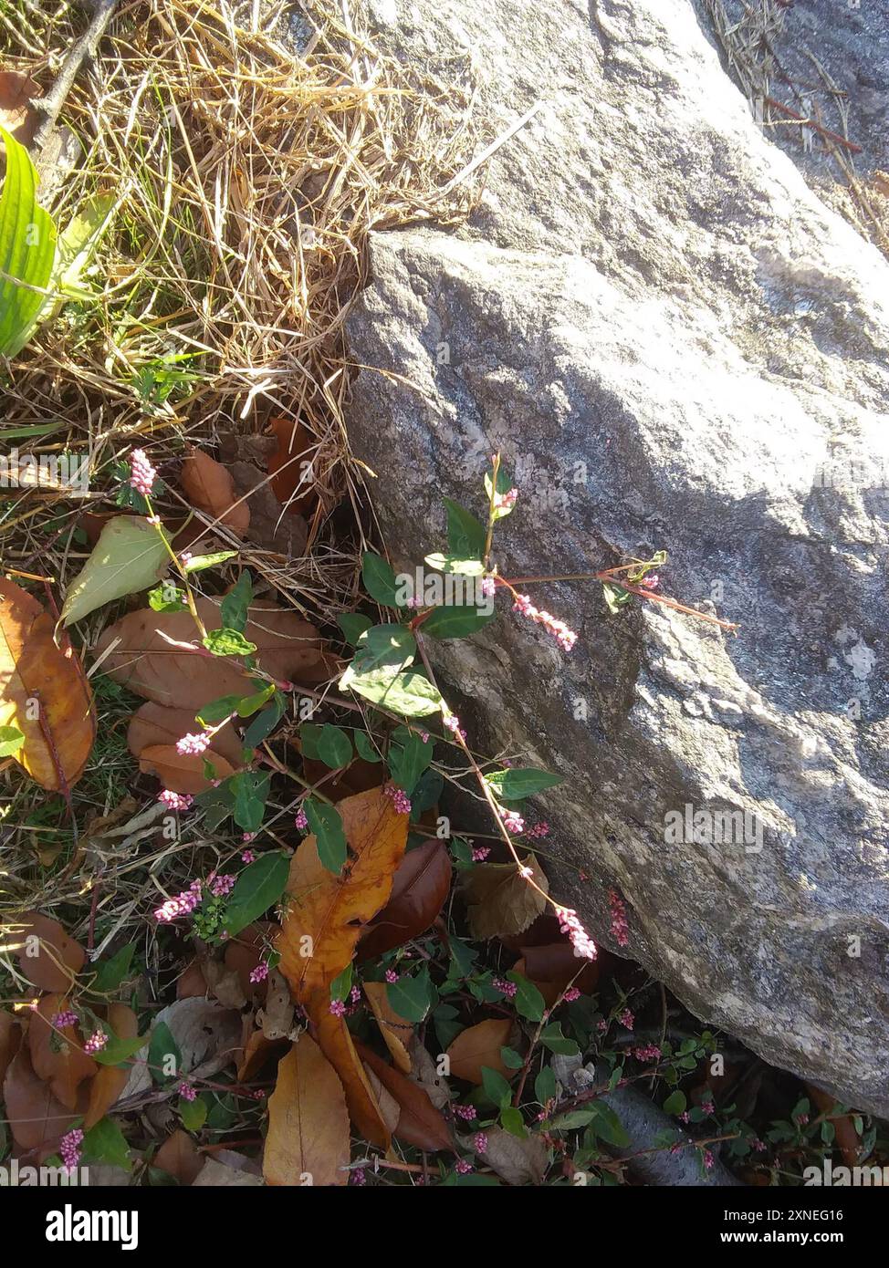 low smartweed (Persicaria longiseta) Plantae Stock Photo - Alamy