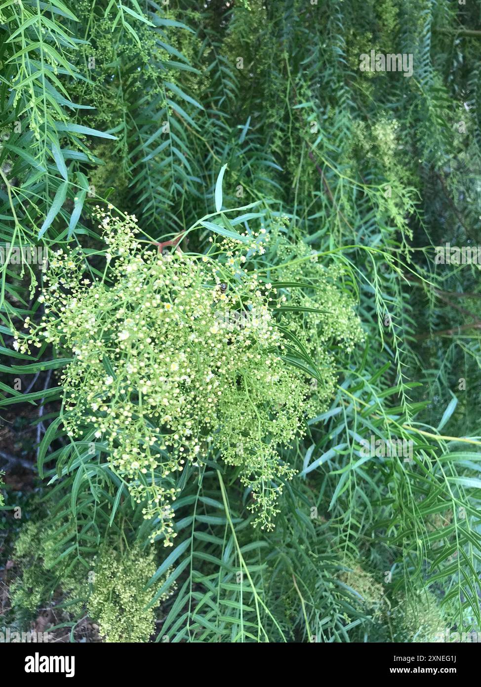 Peruvian Pepper Tree (Schinus molle) Plantae Stock Photo - Alamy