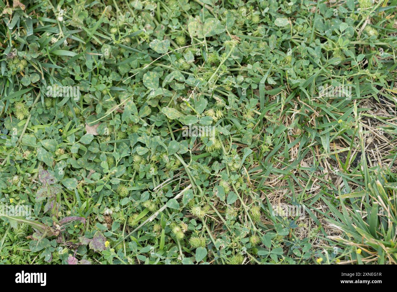bur clover (Medicago polymorpha) Plantae Stock Photo - Alamy