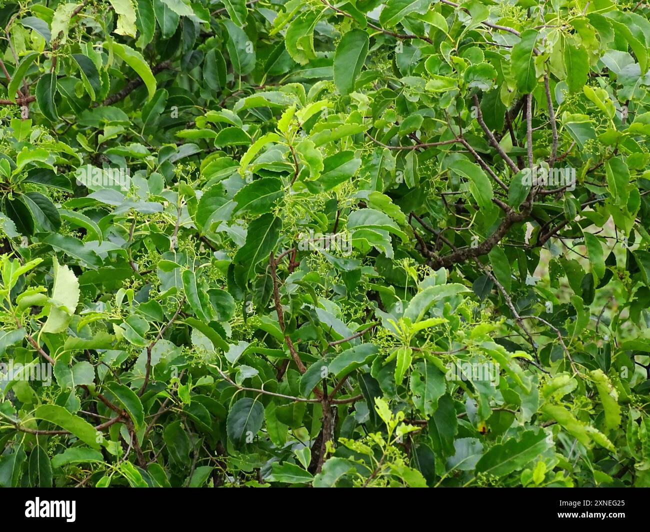 (Cassine glauca) Plantae Stock Photo - Alamy