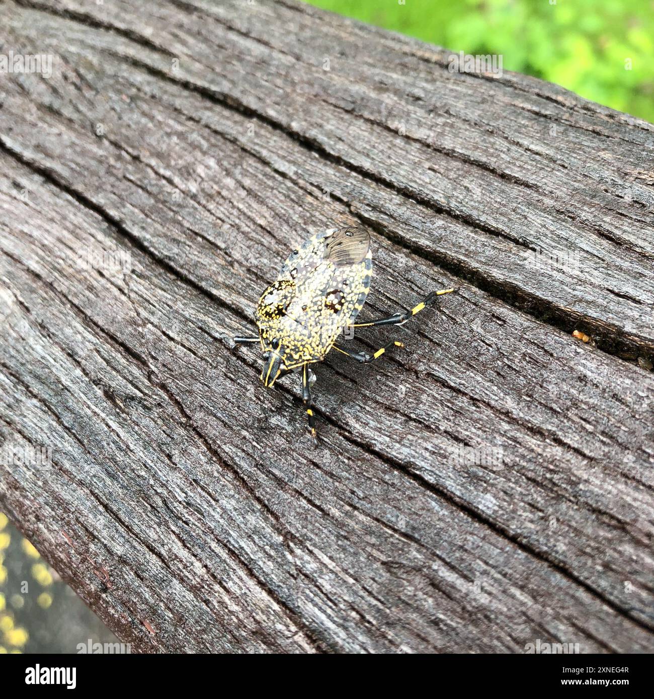 Yellow-spotted Stink Bug (Erthesina fullo) Insecta Stock Photo - Alamy