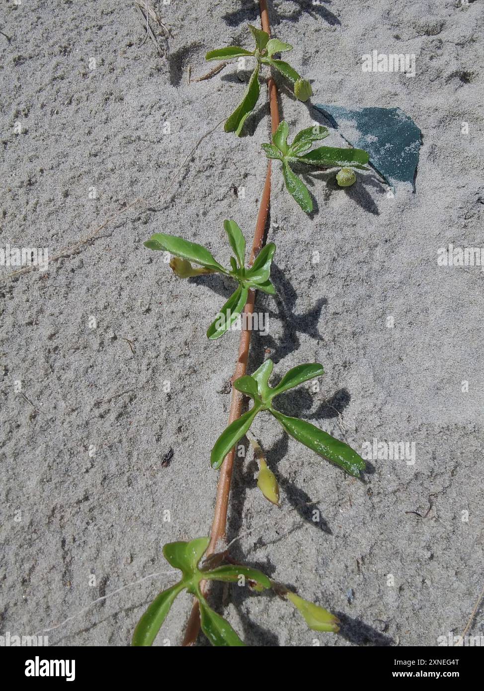 beach morning-glory (Ipomoea imperati) Plantae Stock Photo - Alamy