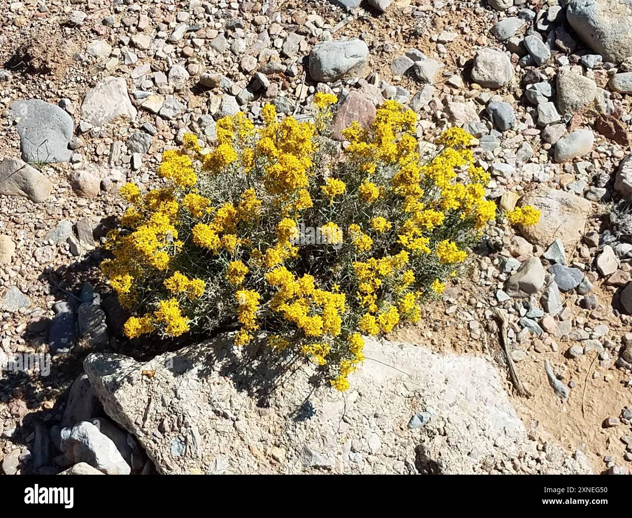 flowering plants (Angiospermae) Plantae Stock Photo - Alamy