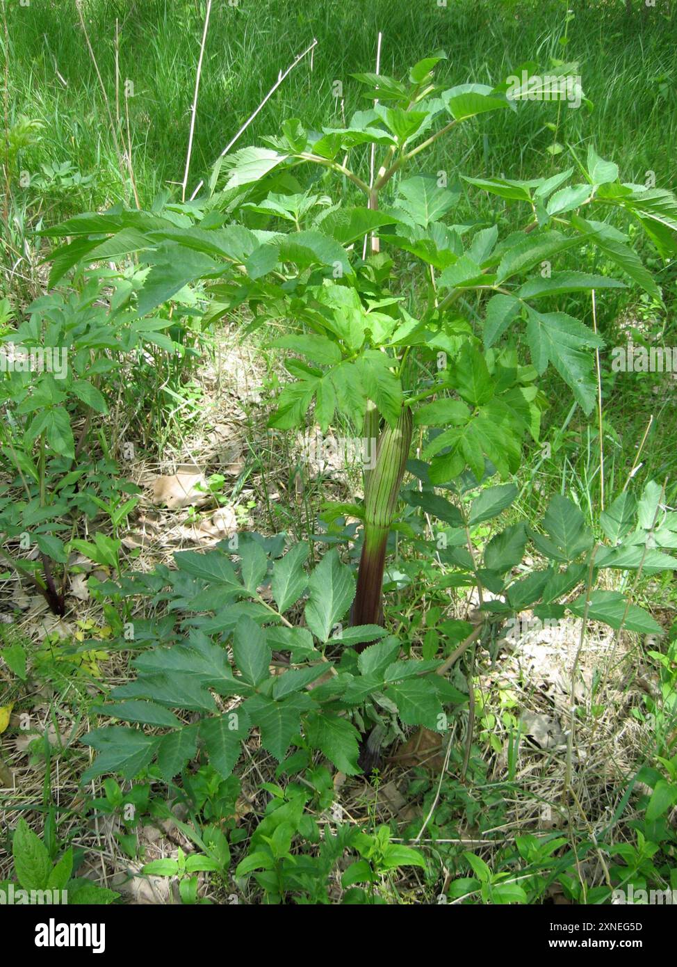 purple-stemmed angelica (Angelica atropurpurea) Plantae Stock Photo - Alamy