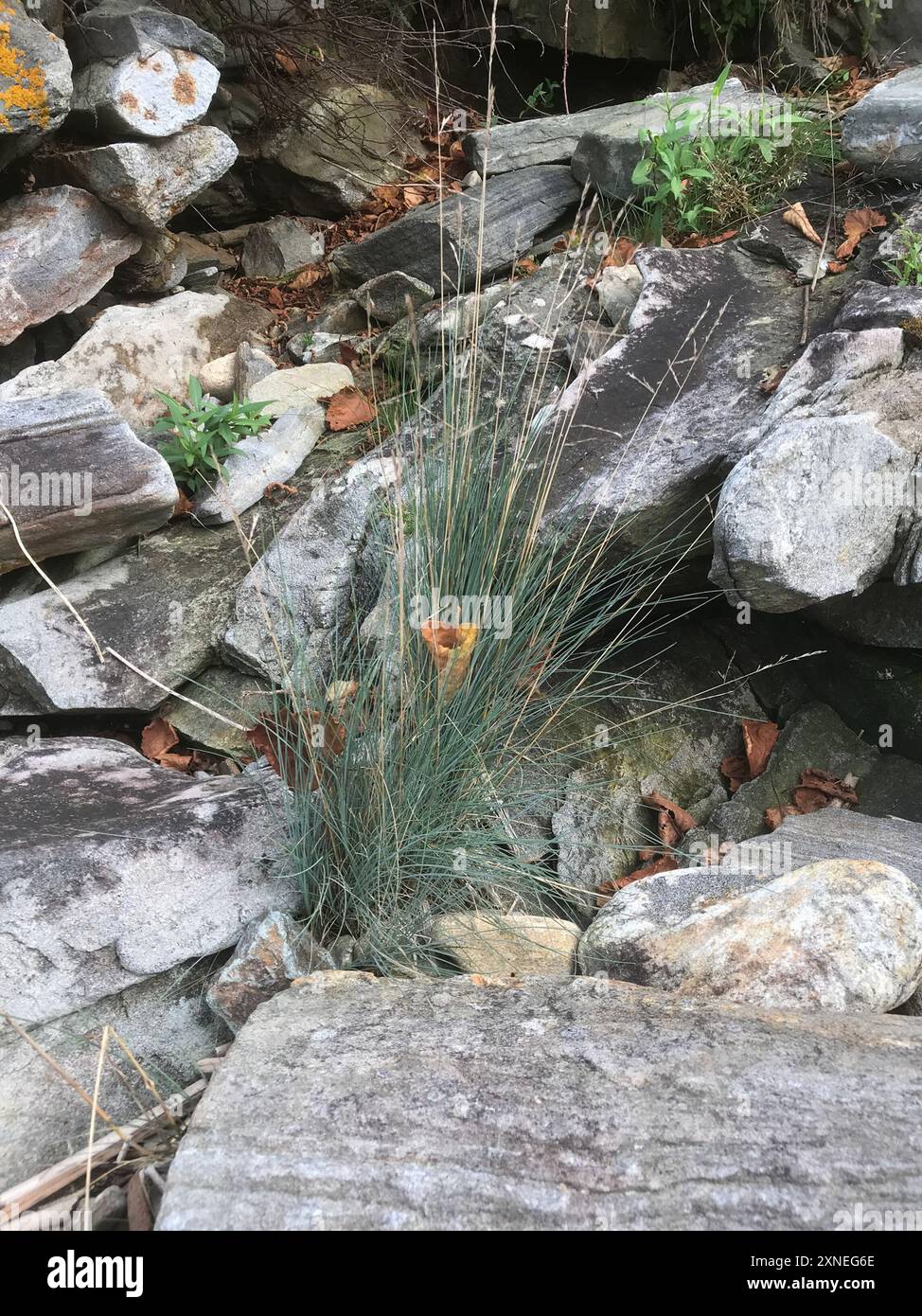 red fescue (Festuca rubra) Plantae Stock Photo - Alamy
