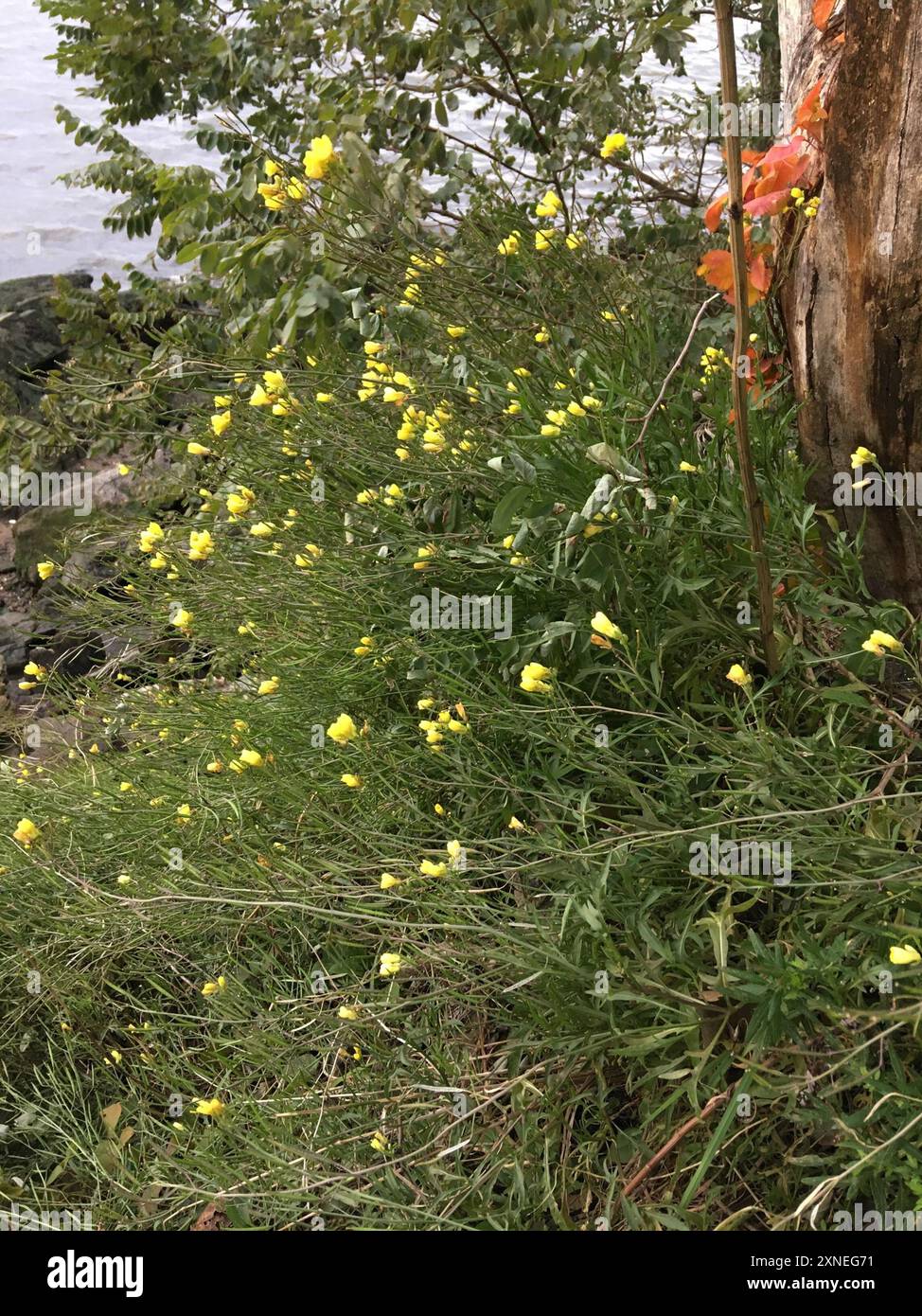 Perennial Wall-rocket (Diplotaxis tenuifolia) Plantae Stock Photo - Alamy