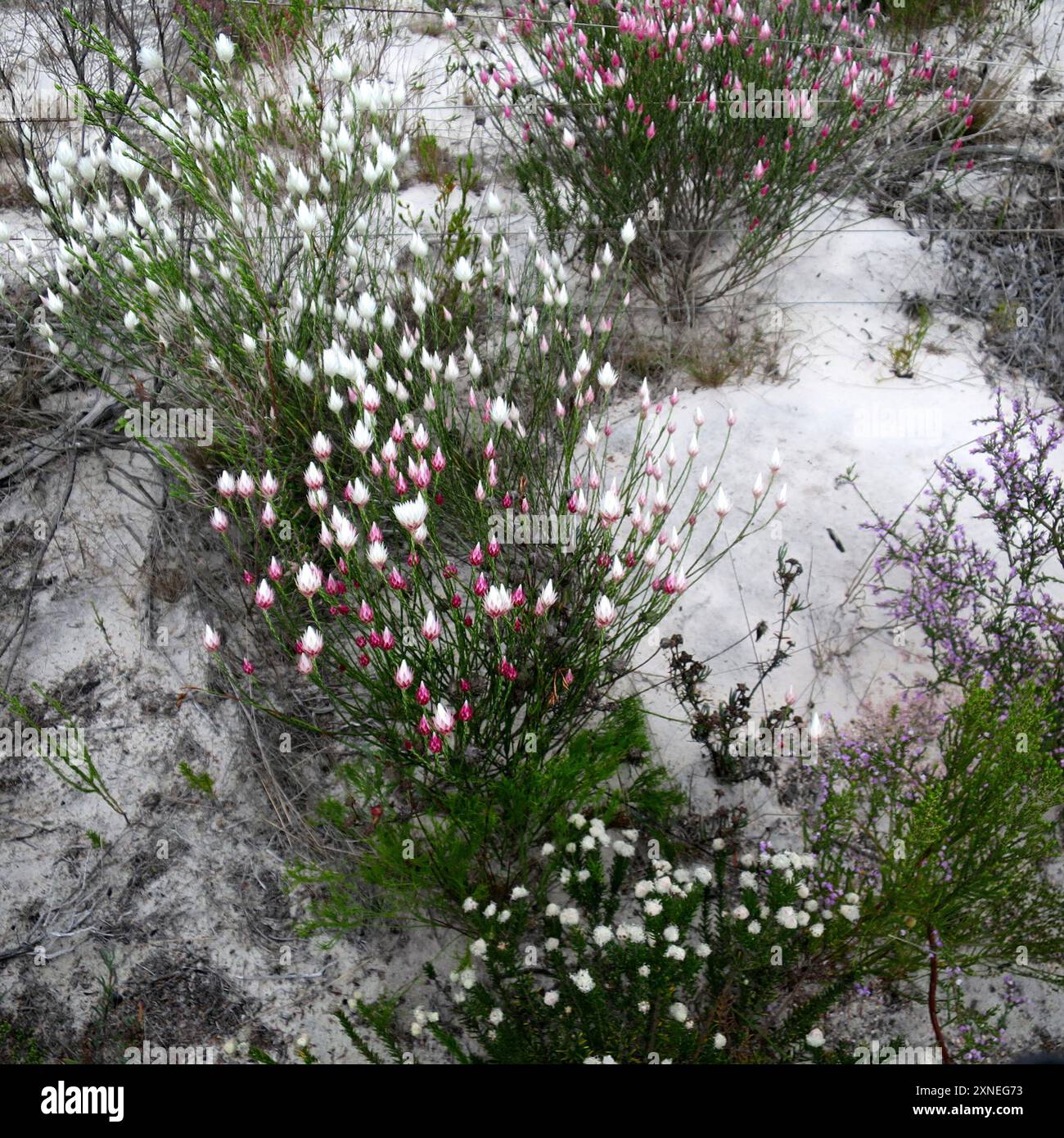 Common Scaly Sewejaartjie (Edmondia sesamoides) Plantae Stock Photo - Alamy