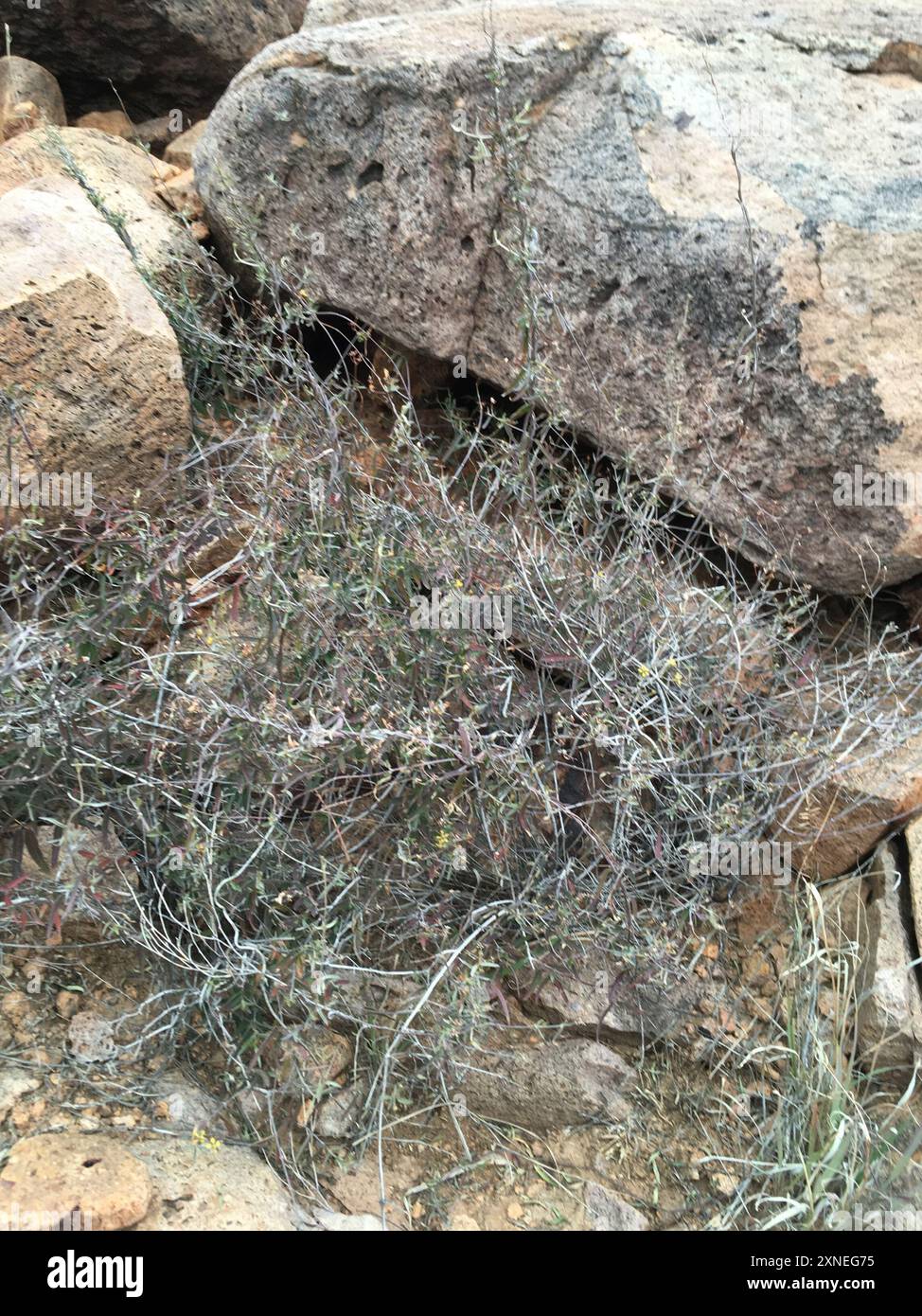 slender janusia (Janusia gracilis) Plantae Stock Photo - Alamy