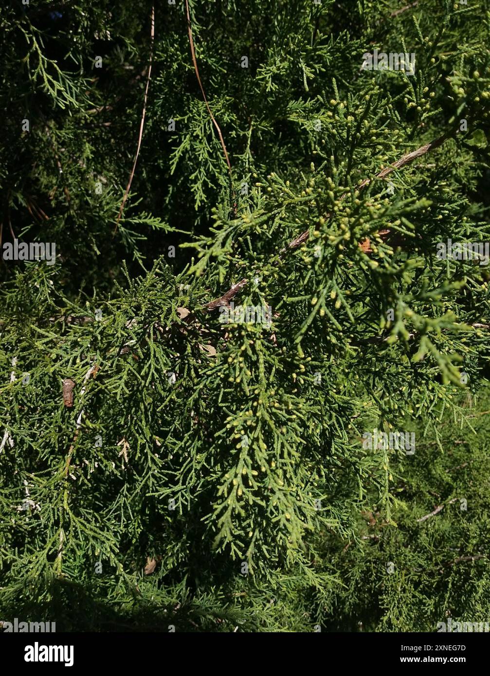 eastern redcedar (Juniperus virginiana) Plantae Stock Photo - Alamy