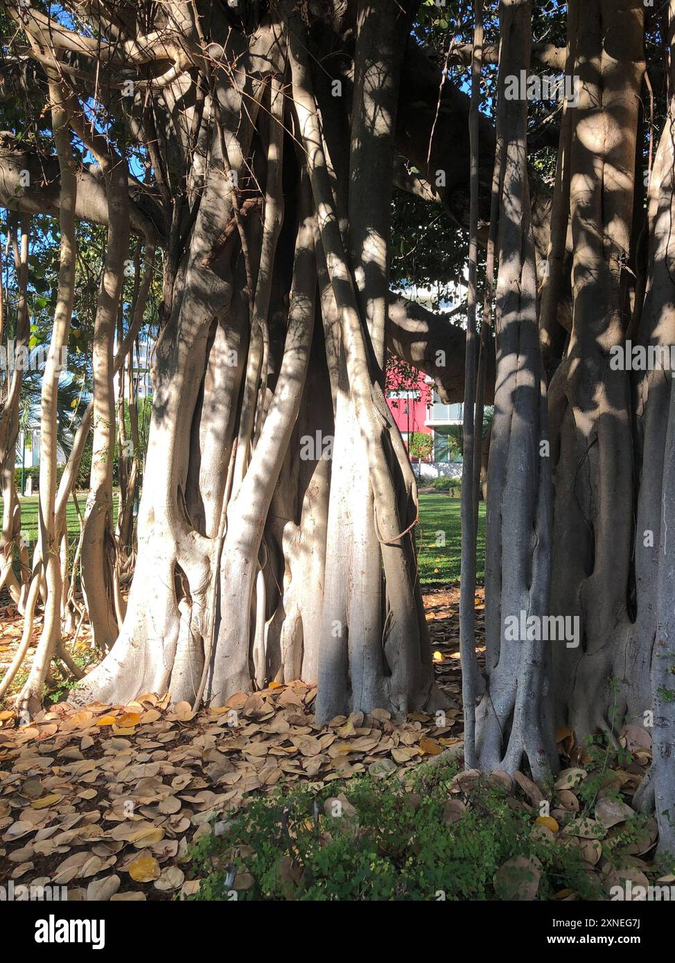 Indian banyan (Ficus benghalensis) Plantae Stock Photo - Alamy