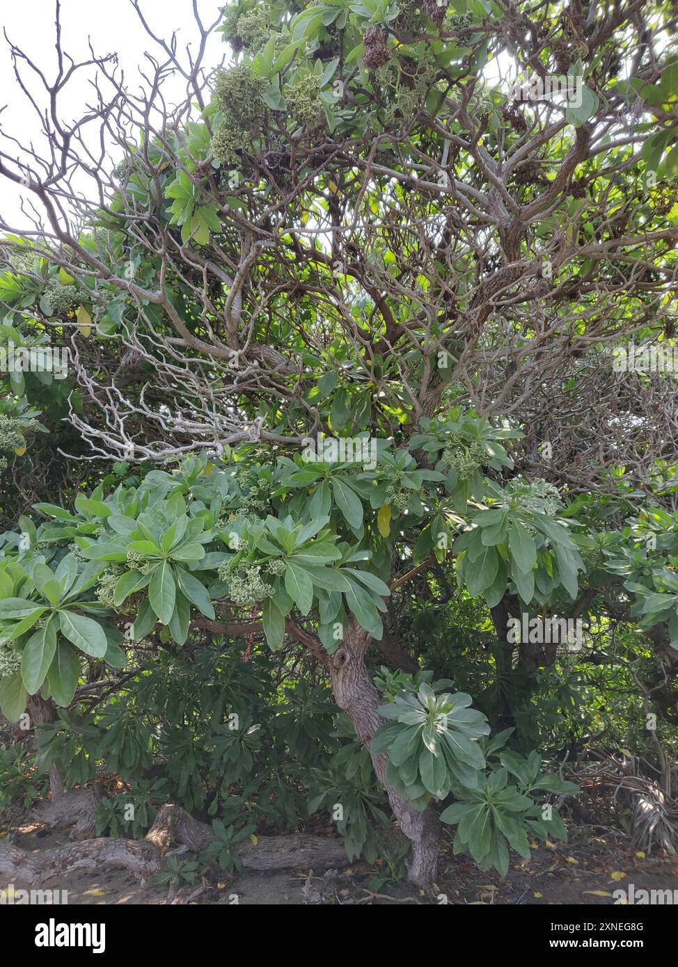 tree heliotrope (Heliotropium arboreum) Plantae Stock Photo - Alamy