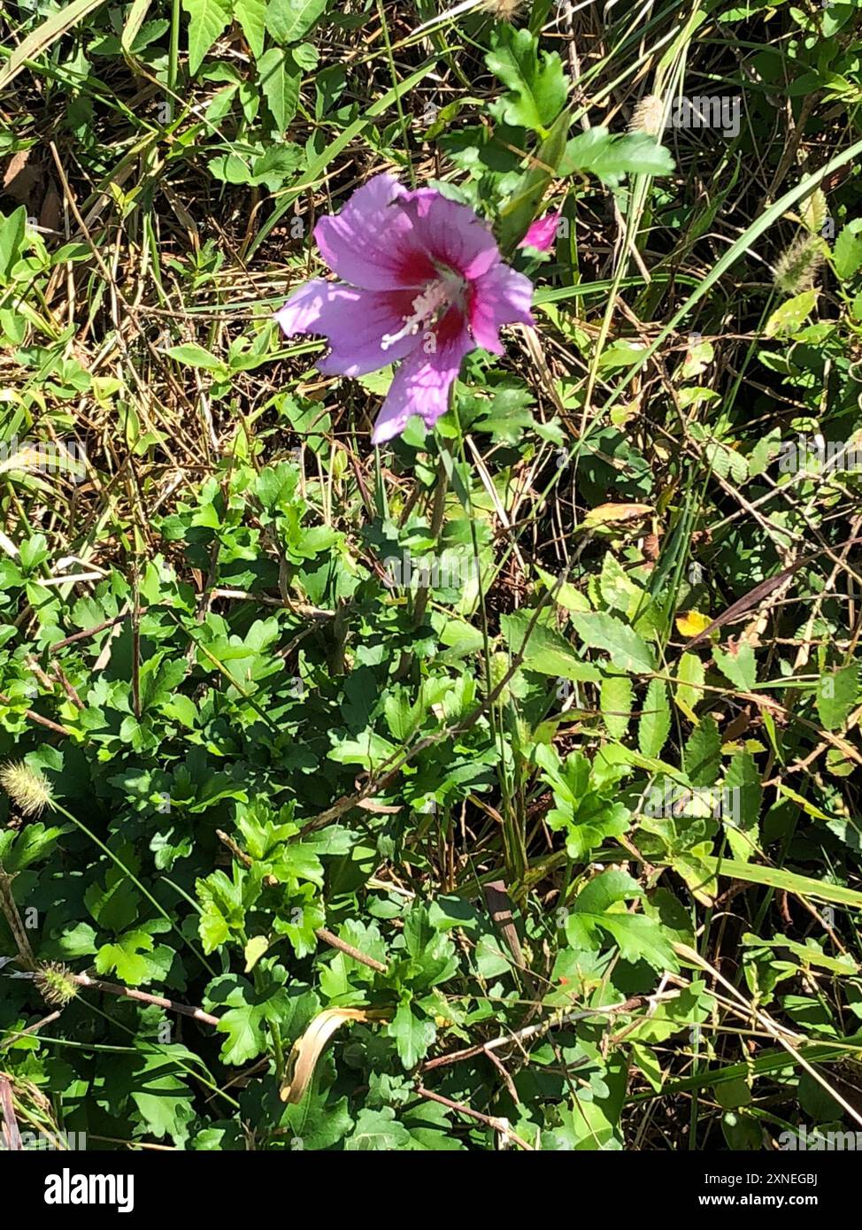 common hibiscus (Hibiscus syriacus) Plantae Stock Photo - Alamy