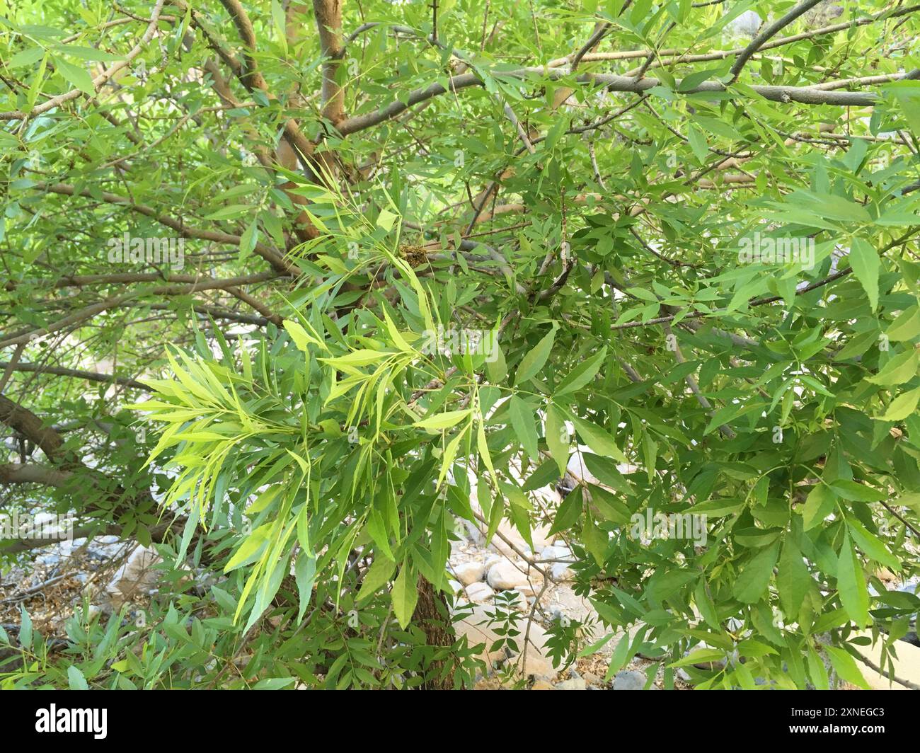 velvet ash (Fraxinus velutina) Plantae Stock Photo - Alamy