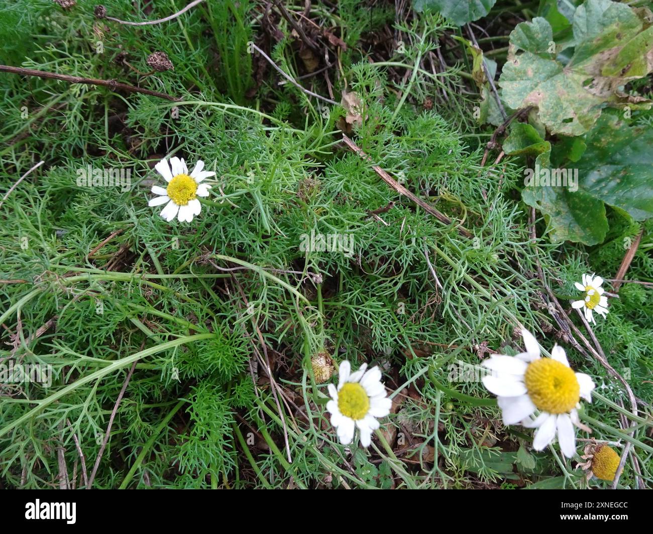 Sea Mayweed (Tripleurospermum maritimum) Plantae Stock Photo - Alamy