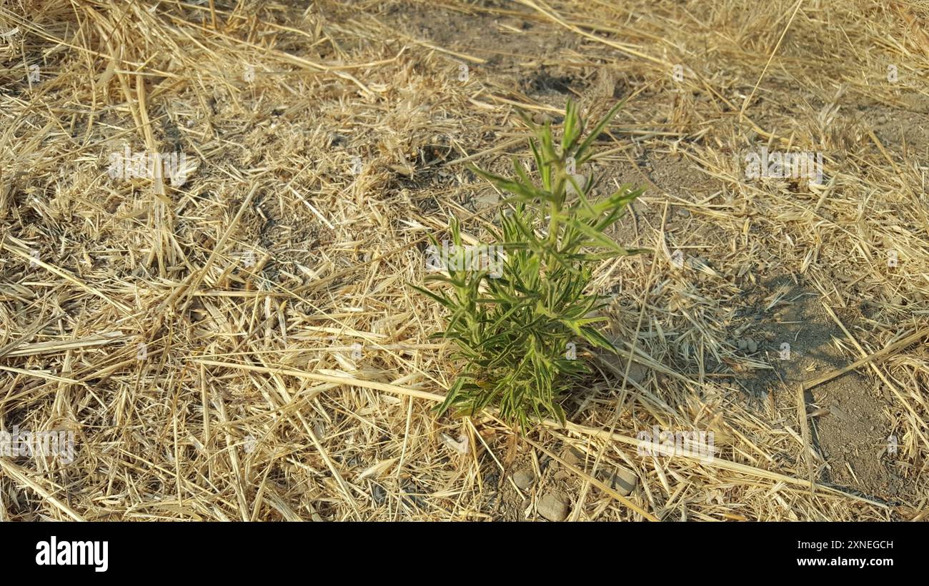 Stinkwort (Dittrichia graveolens) Plantae Stock Photo - Alamy