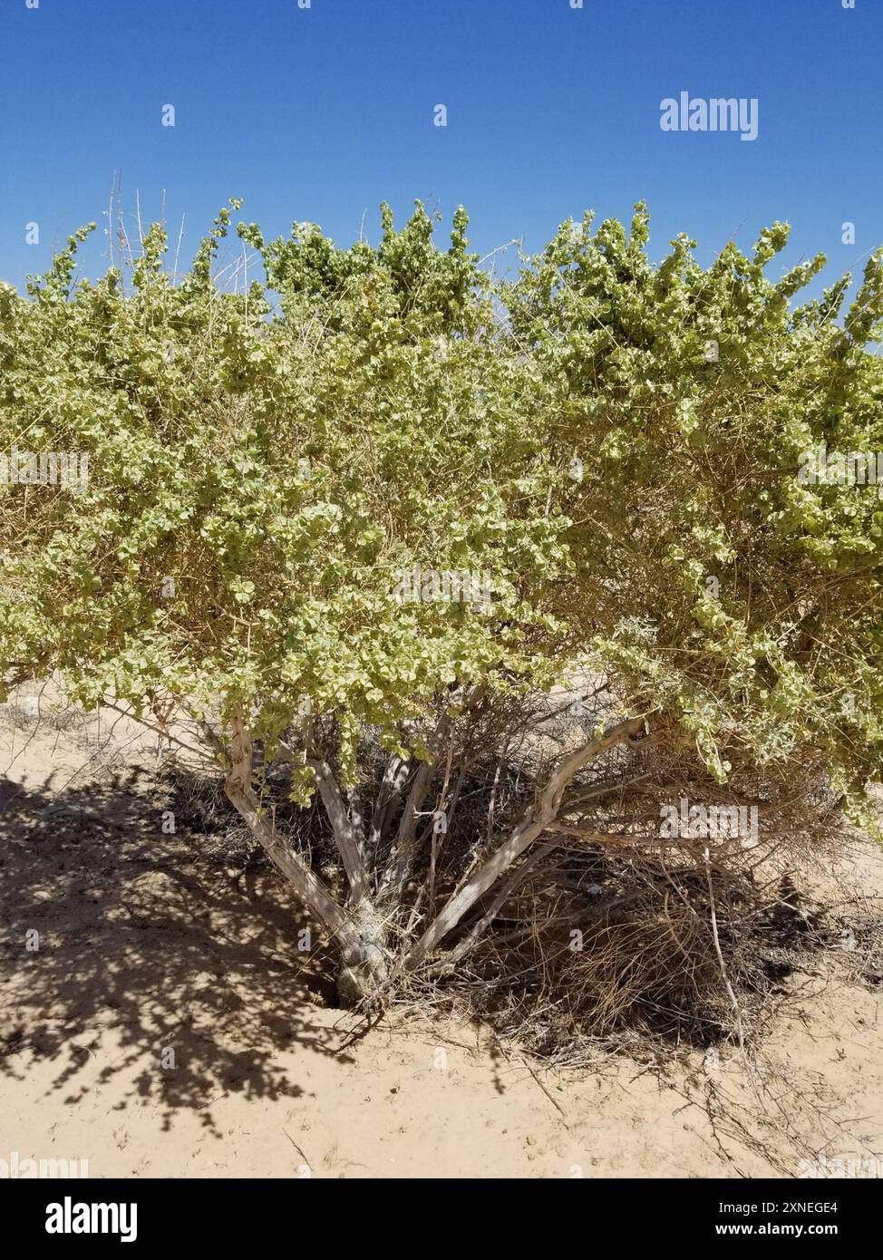 Fourwing Saltbush (Atriplex canescens) Plantae Stock Photo - Alamy