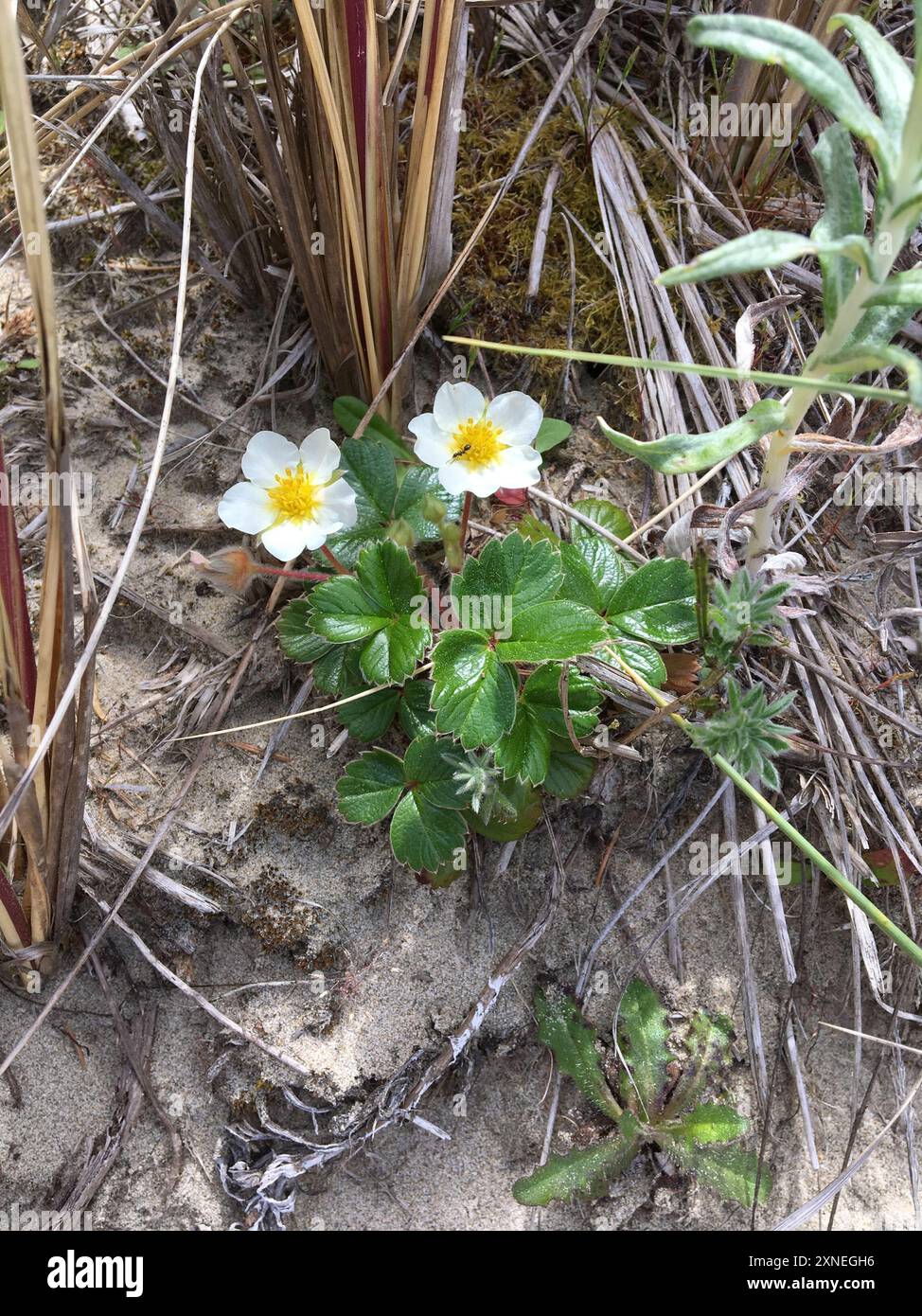 beach strawberry (Fragaria chiloensis) Plantae Stock Photo - Alamy