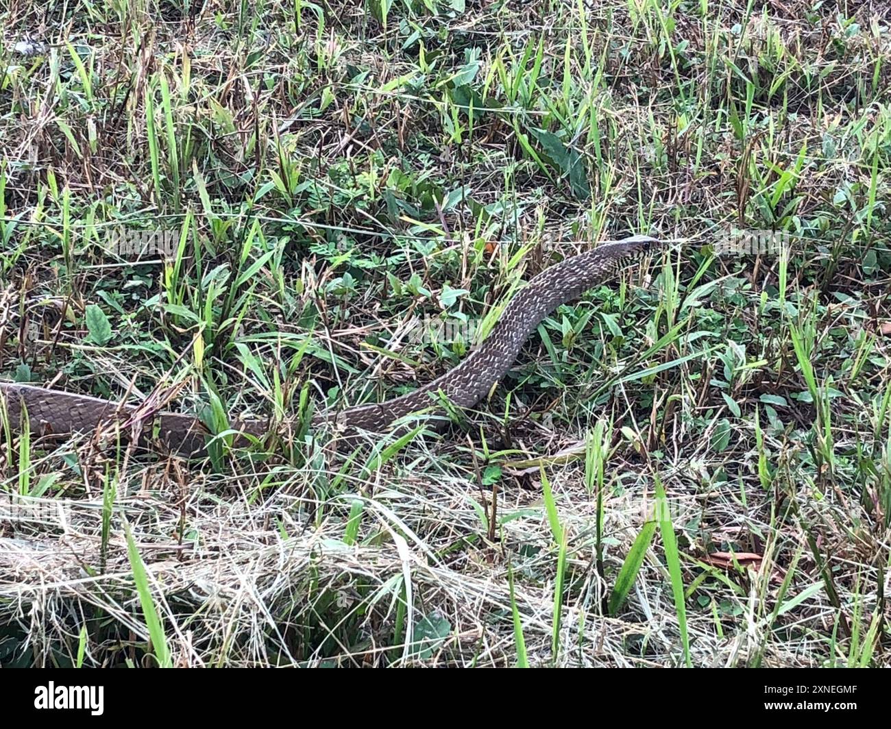 Oriental Rat Snake (Ptyas mucosa) Reptilia Stock Photo - Alamy