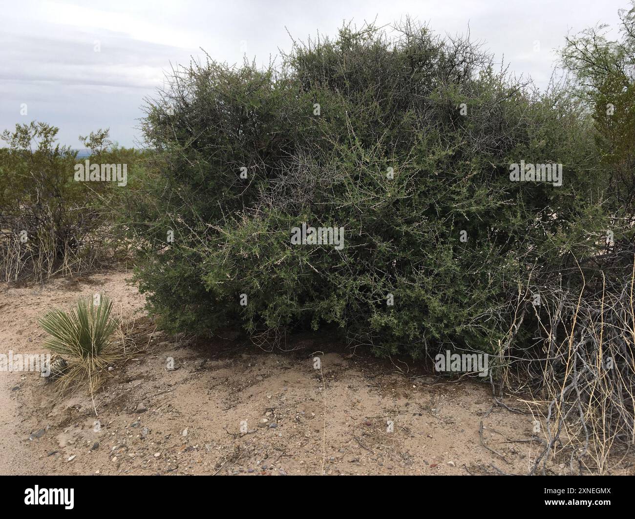 little leaf sumac (Rhus microphylla) Plantae Stock Photo - Alamy