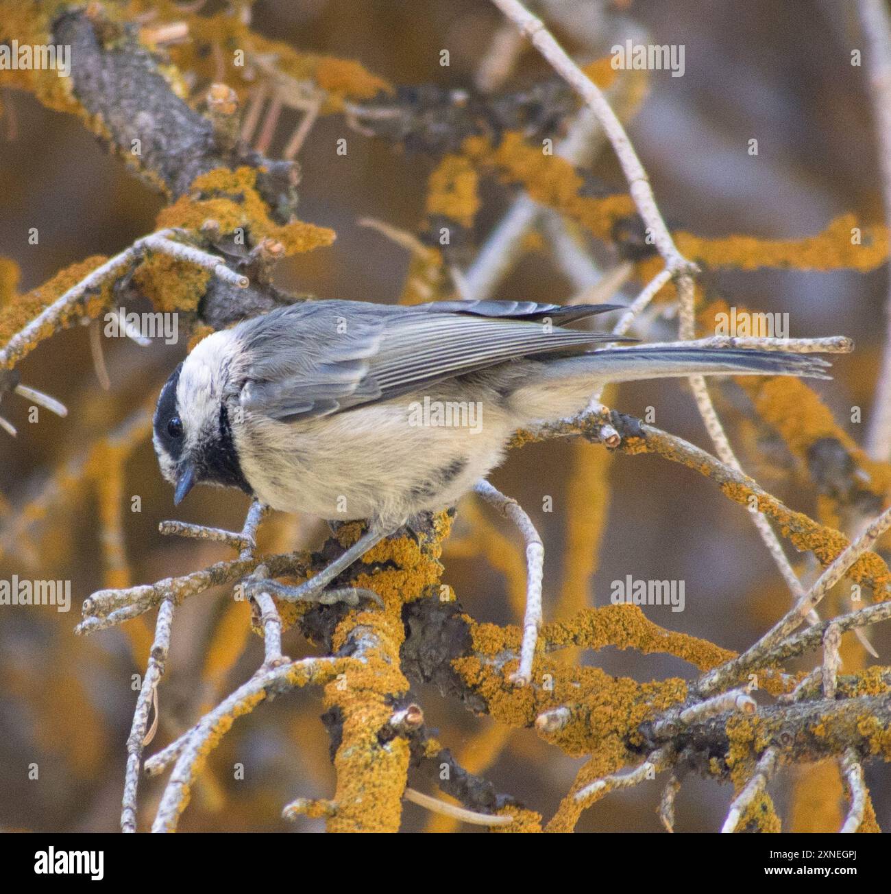 Mountain Chickadee (Poecile gambeli) Aves Stock Photo - Alamy