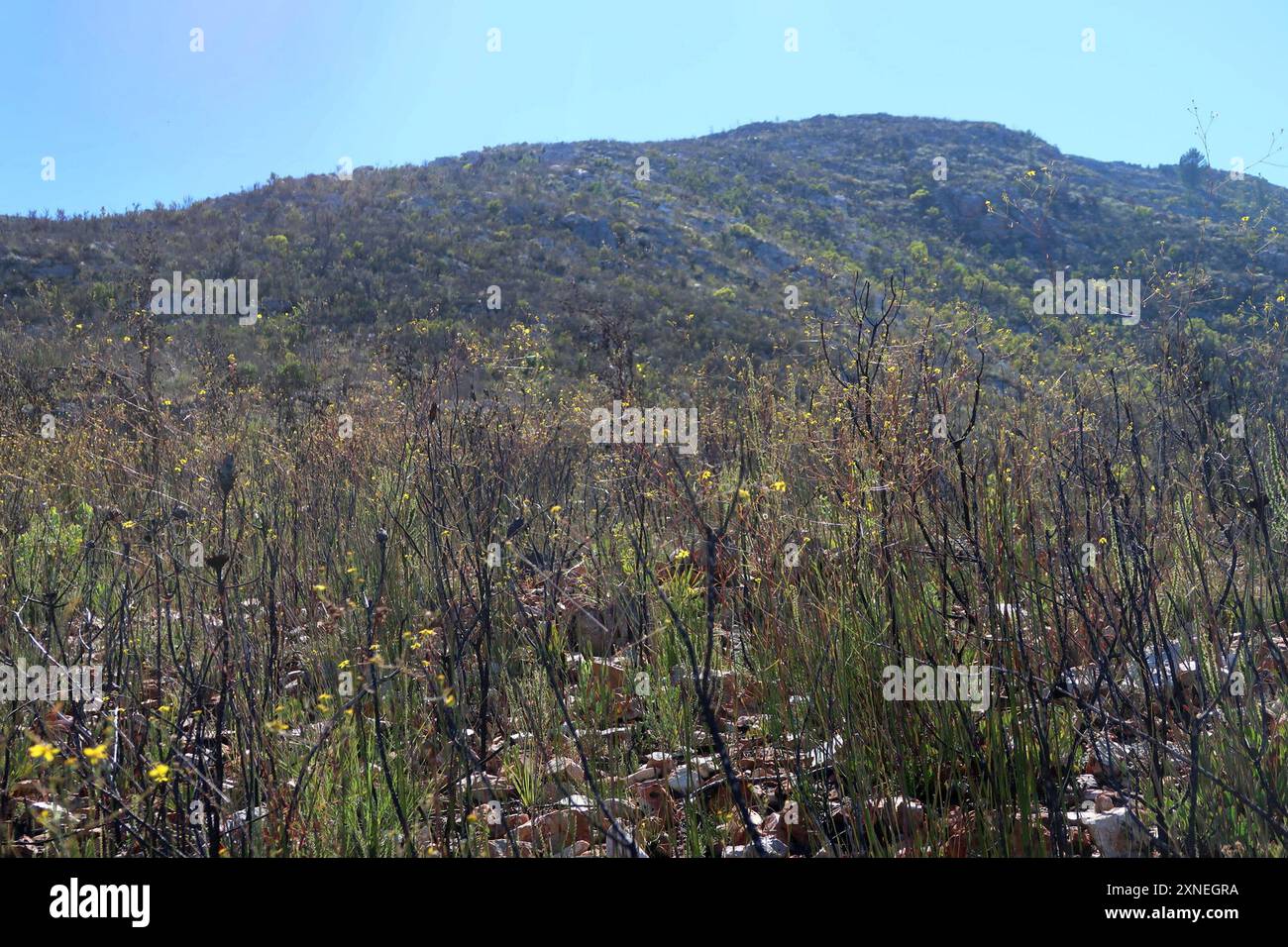 Fivetooth Babooncabbage (Othonna quinquedentata) Plantae Stock Photo ...