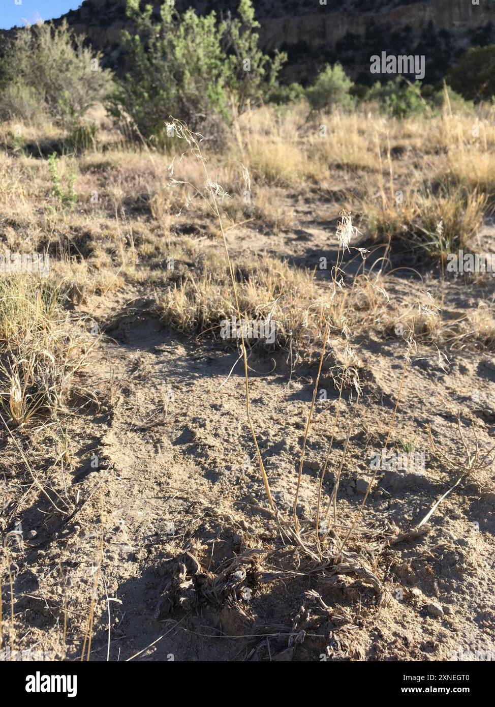 Cheatgrass (Bromus tectorum) Plantae Stock Photo - Alamy