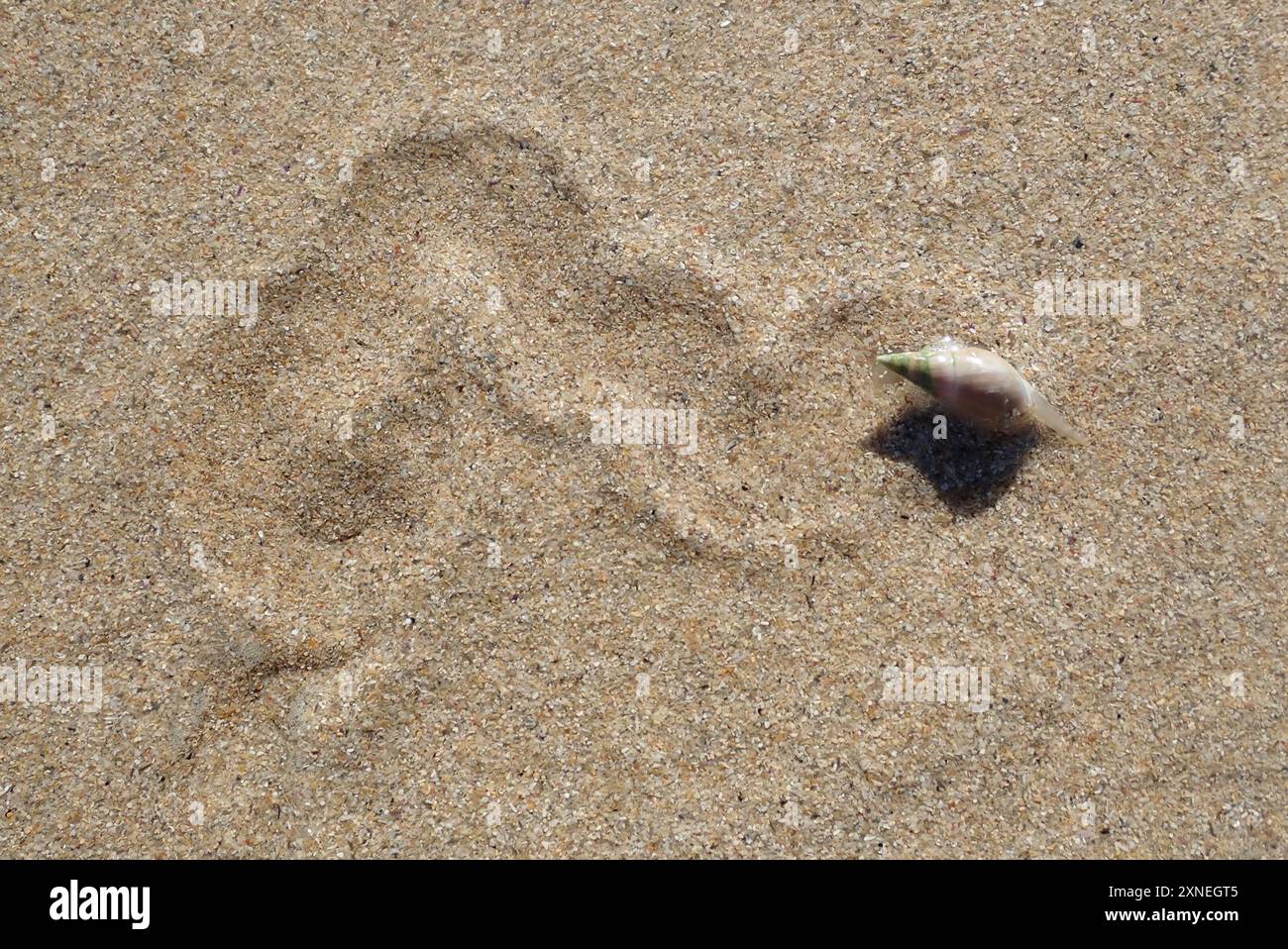 Ploughshells (Bullia) Mollusca Stock Photo - Alamy
