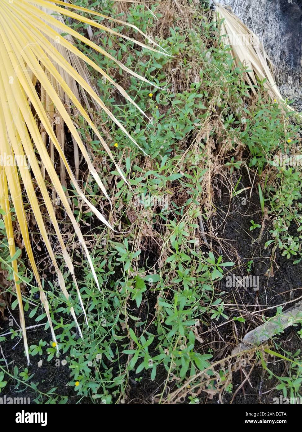 Spanish False Fleabane (Pulicaria paludosa) Plantae Stock Photo - Alamy