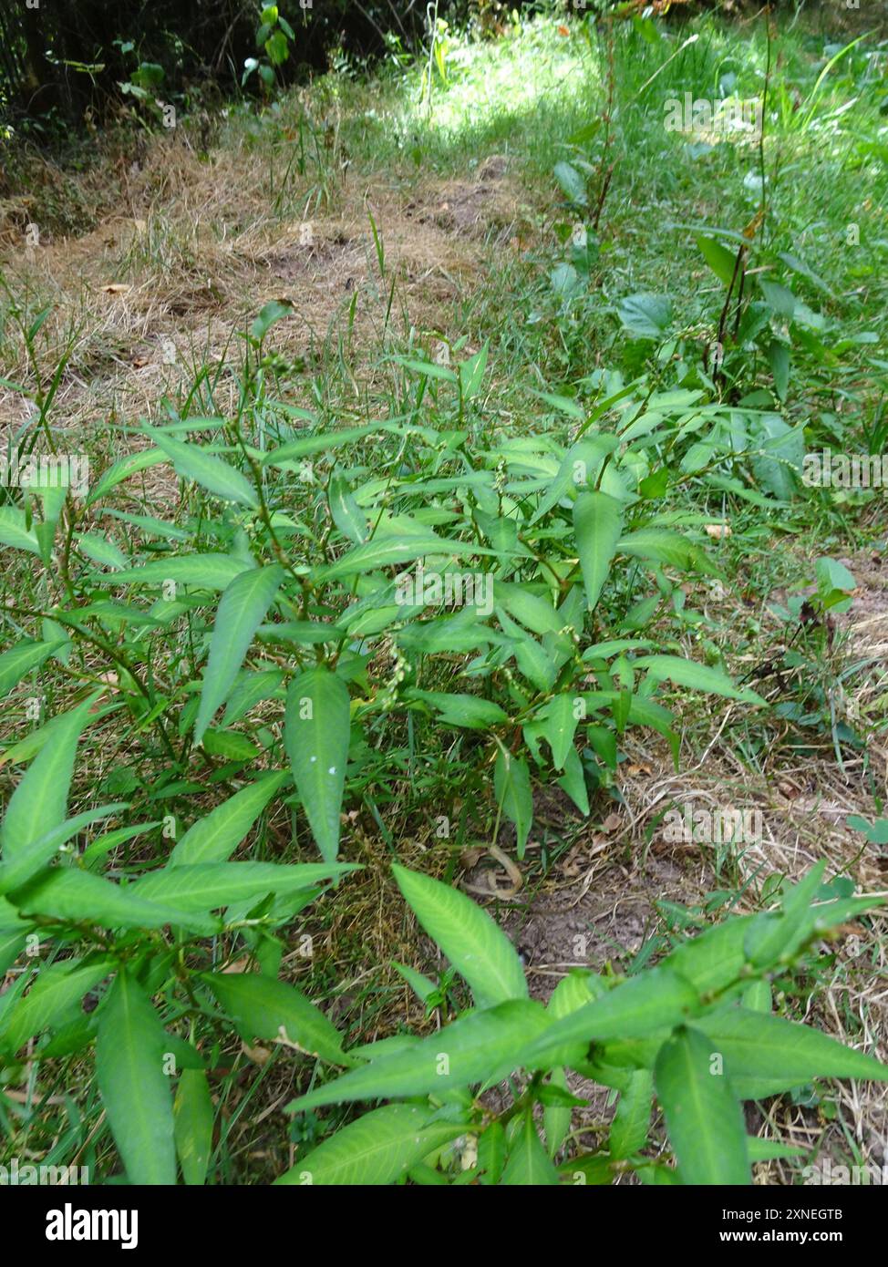 waterpepper (Persicaria hydropiper) Plantae Stock Photo - Alamy