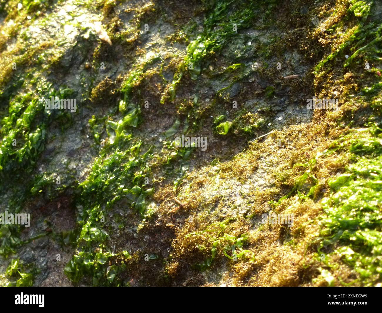 green algae (Chlorophyta) Plantae Stock Photo - Alamy