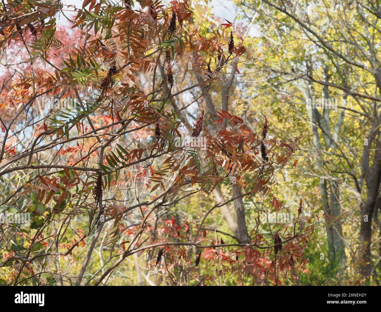 smooth sumac (Rhus glabra) Plantae Stock Photo - Alamy