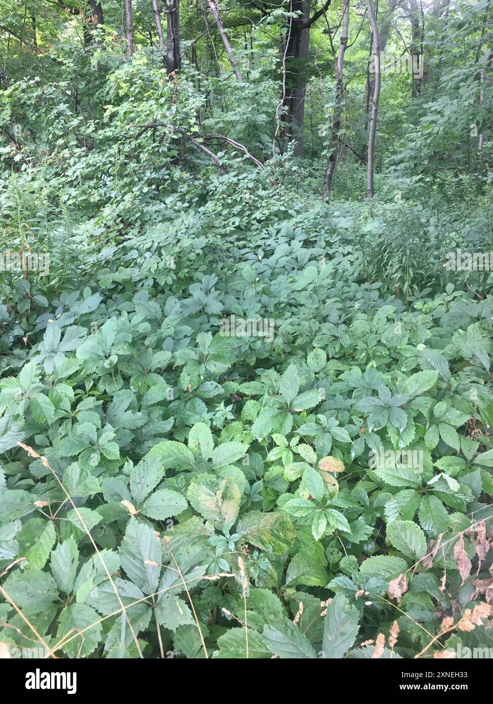 Virginia creeper (Parthenocissus quinquefolia) Plantae Stock Photo - Alamy