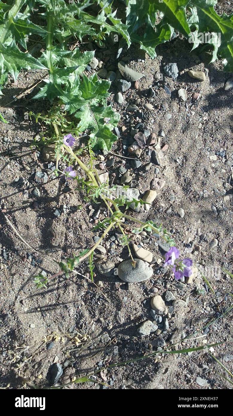 Fiesta Flower (Pholistoma auritum) Plantae Stock Photo - Alamy