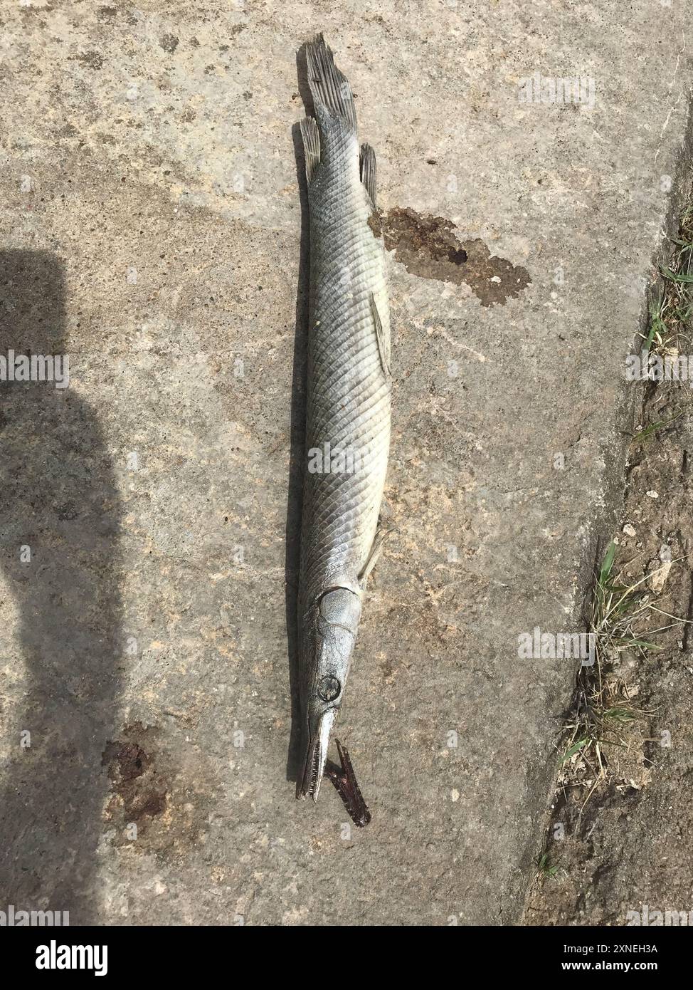 Spotted Gar (Lepisosteus oculatus) Actinopterygii Stock Photo - Alamy
