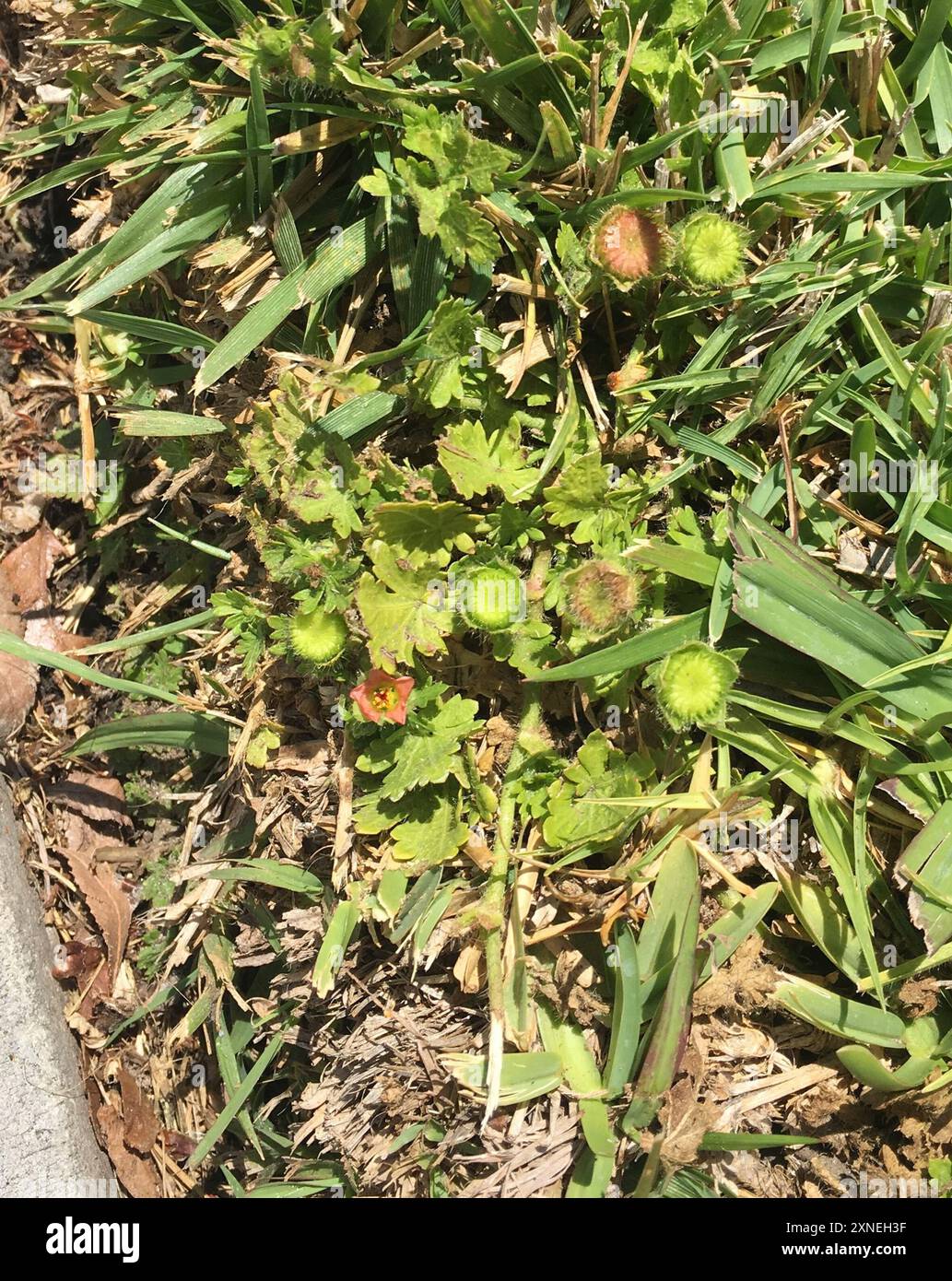Carolina Bristlemallow (Modiola caroliniana) Plantae Stock Photo - Alamy