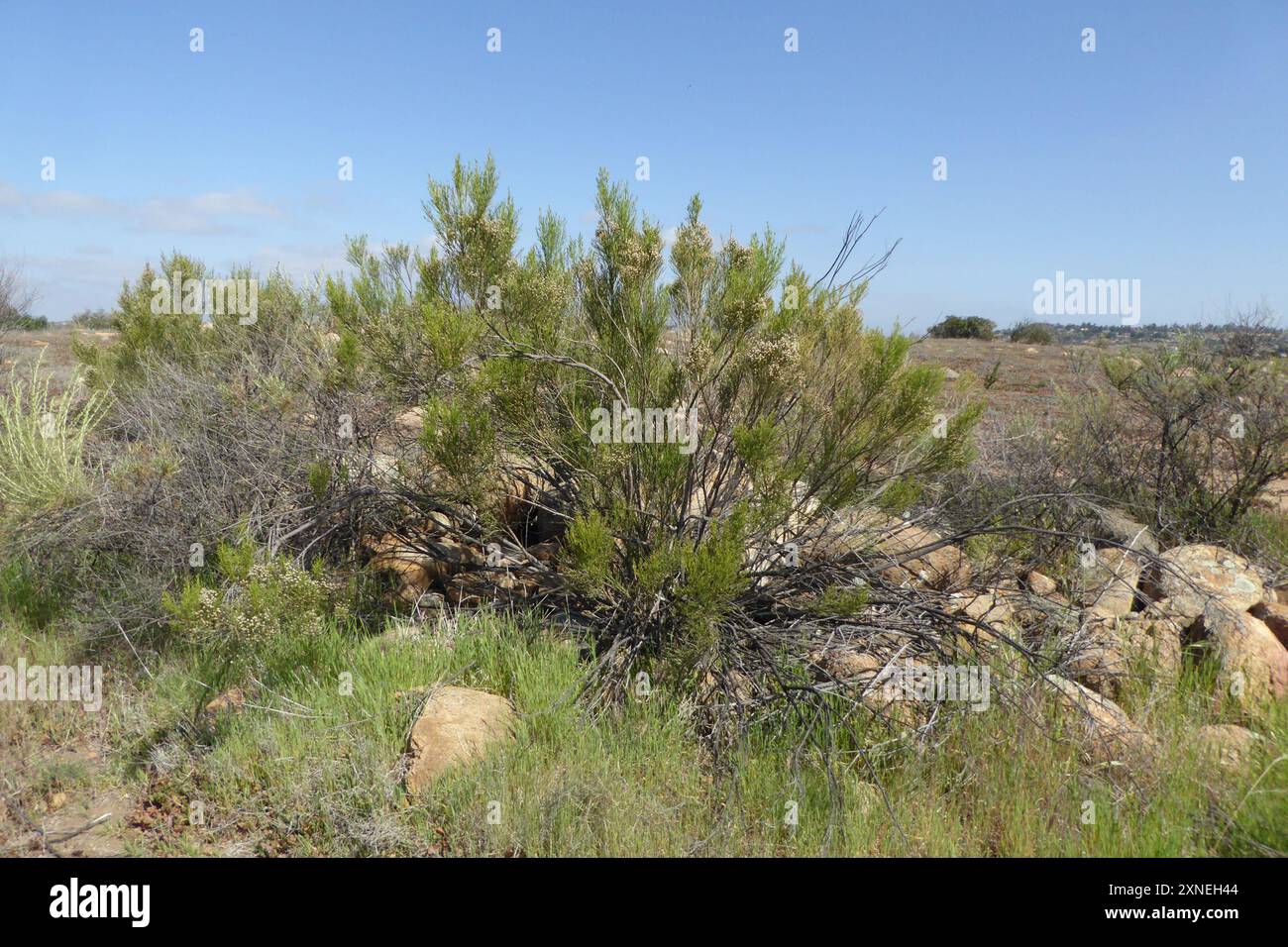 Desert Broom (Baccharis sarothroides) Plantae Stock Photo - Alamy